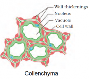 Tissues Class 9 Notes Science Chapter 6 [Latest Updated 2021] - Edbod